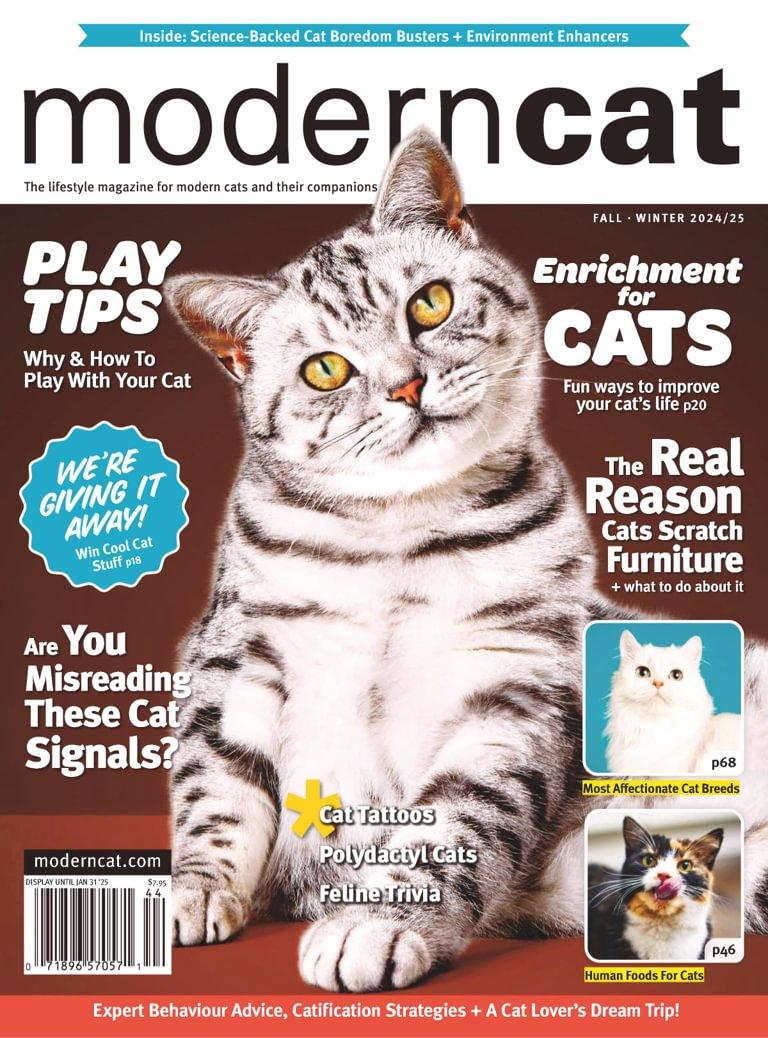 Modern Cat Magazine: Elevate Your Feline Friend's Lifestyle ...