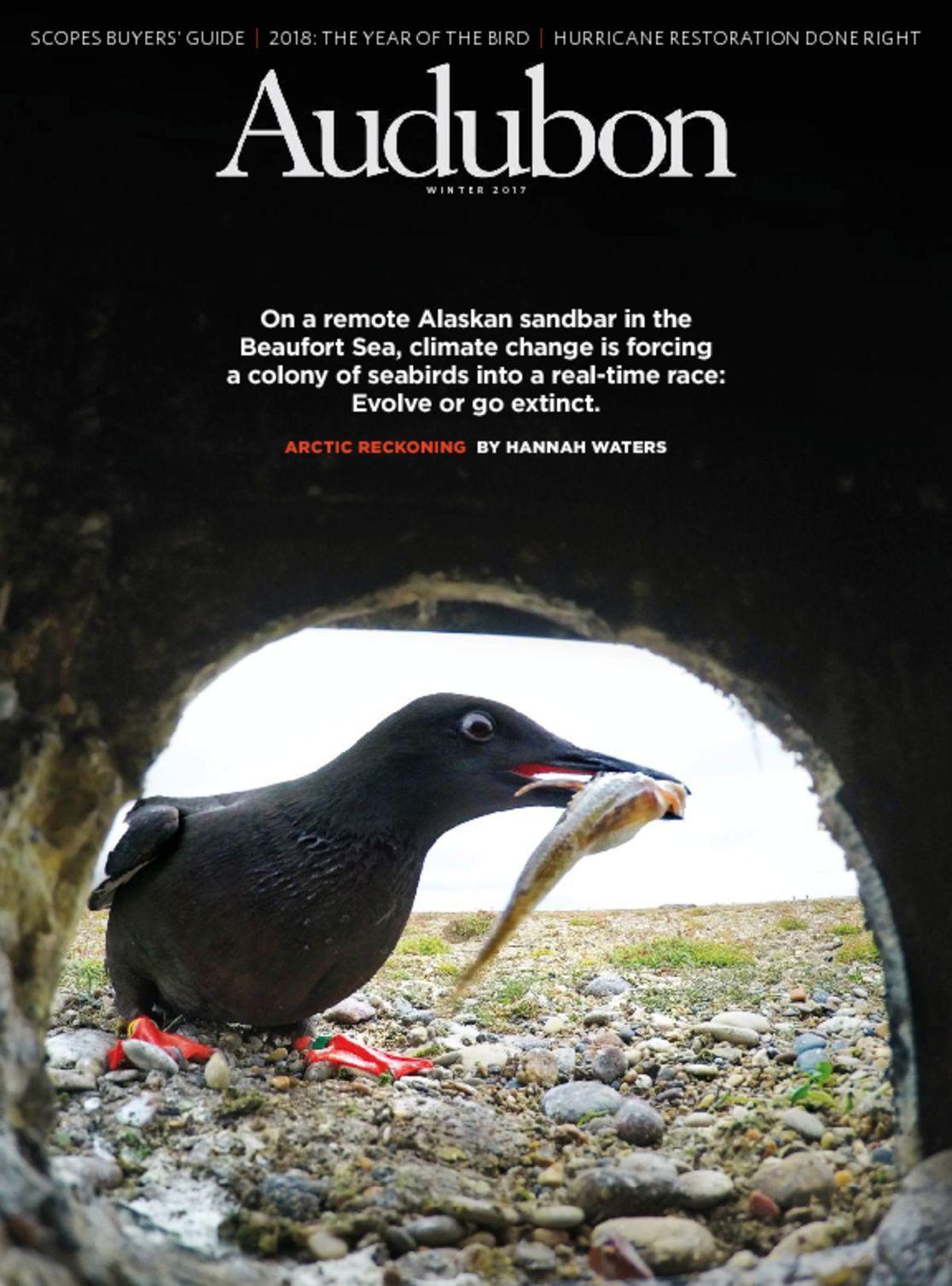 Audubon Magazine Subscription Discount | Birds and Nature ...