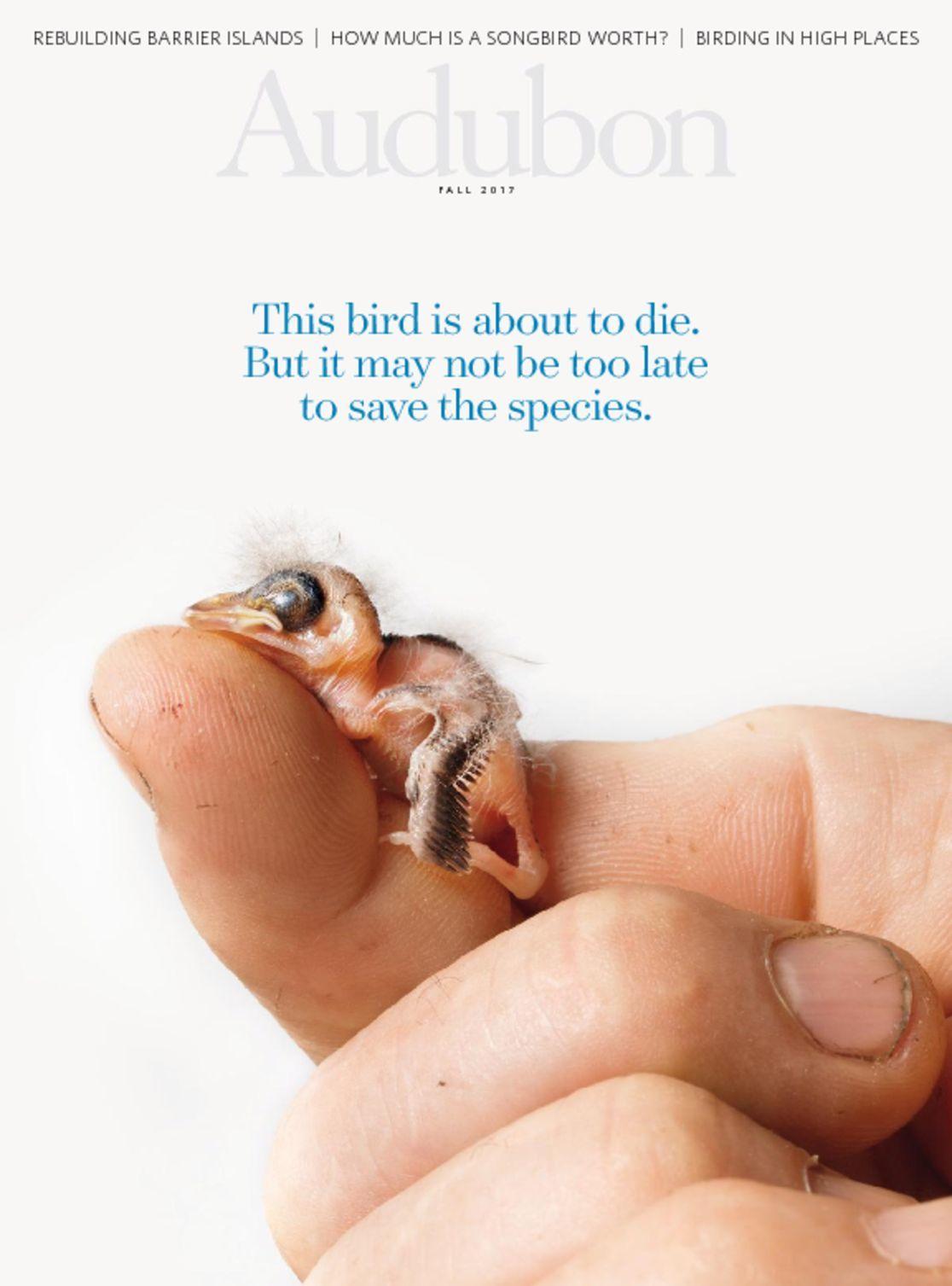 Audubon Magazine Subscription Discount | Birds and Nature ...